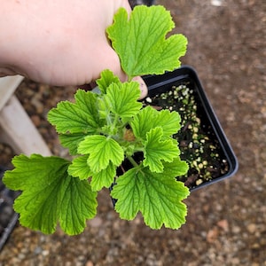 Pelargonium Citrosum Var. 'orange Fizz' Scented Geranium LIVE PLANT in ...
