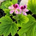 Pelargonium Citrosum Var. 'orange Fizz' Scented Geranium LIVE PLANT in ...