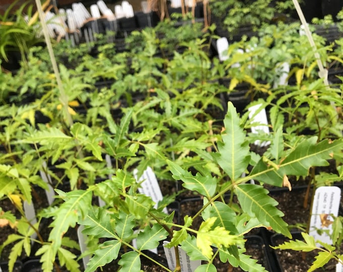 NEEM TREE Azadirachta Indica Tropical Exotic Herb 4 Inch Pot - Etsy