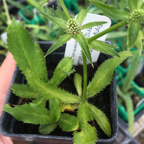 Eryngium Foetidum/culantro Chadon Beni Shado Beni Live Plant - Etsy