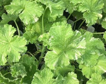 MPB3 Geranium Zonal Ringo 2000 Deep Rose 15 Geranium Seeds - Etsy