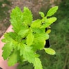 Vervain Herb & Jar - Etsy