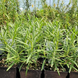 Rosmarinus Off. 'hill Hardy' Rosemary Plant in 2.5 Inch Pot - Etsy