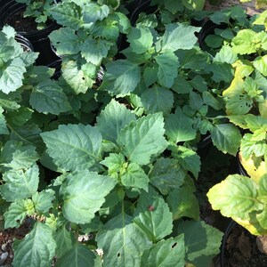 Pogostemon Patchouli, Pogostemon Cablin BIG PATCHOULI Plants in Gallon ...