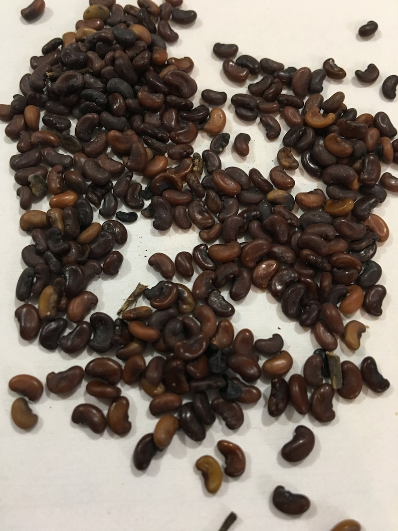 Blue False Indigo Baptisia Australis Seeds 1 Ounce Native - Etsy