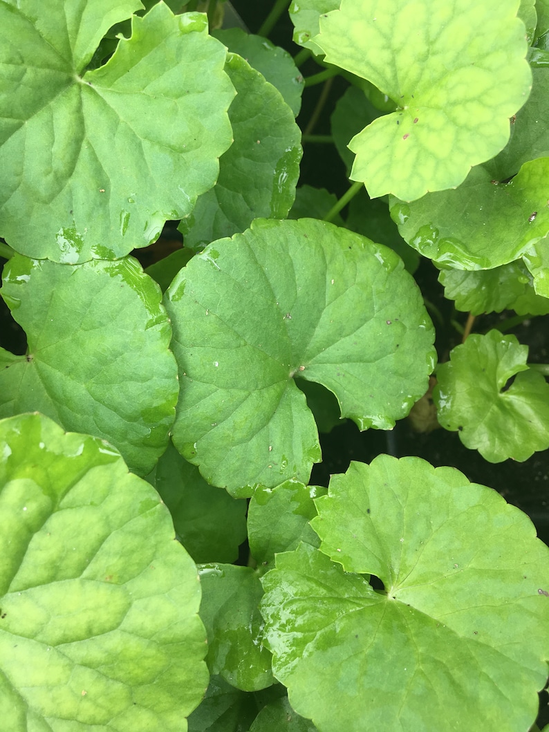 Hydrocotyle Asiatica 'major' GOTU KOLA Centella Asiatica Plant 2.5 in ...