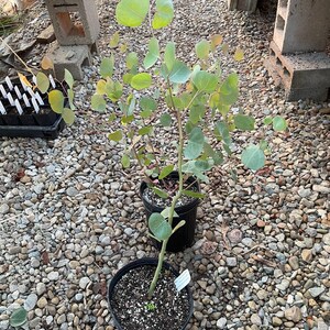 Eucalyptus Polyanthemos Red Box Eucalyptus Live Plant Gallon Pot - Etsy