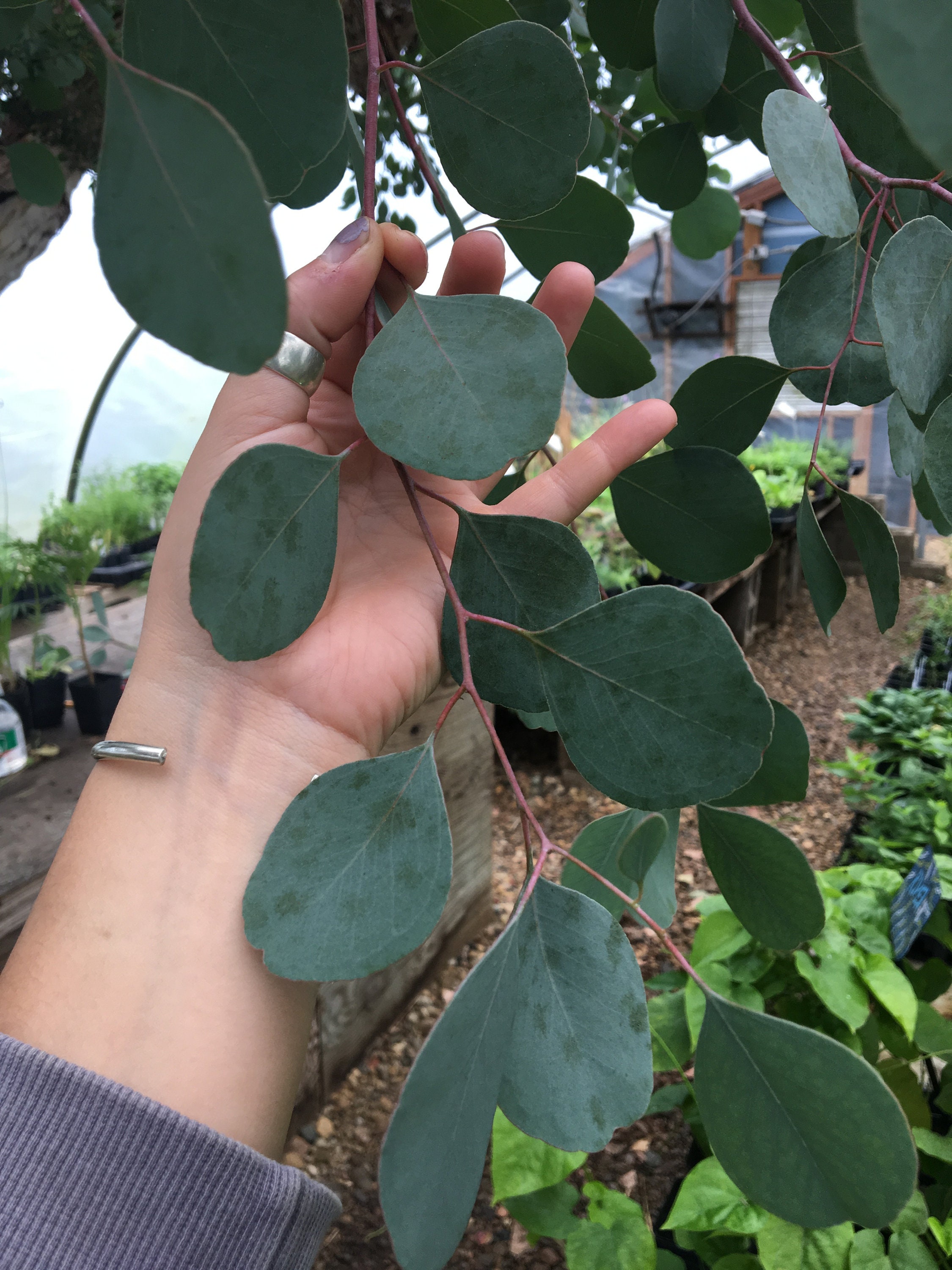 Eucalyptus Polyanthemos