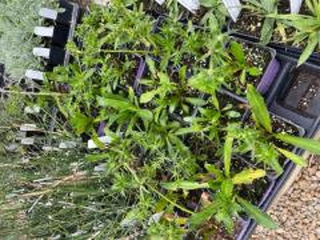 Eryngium Foetidum/culantro Chadon Beni Shado Beni Live Plant in 2.5 ...