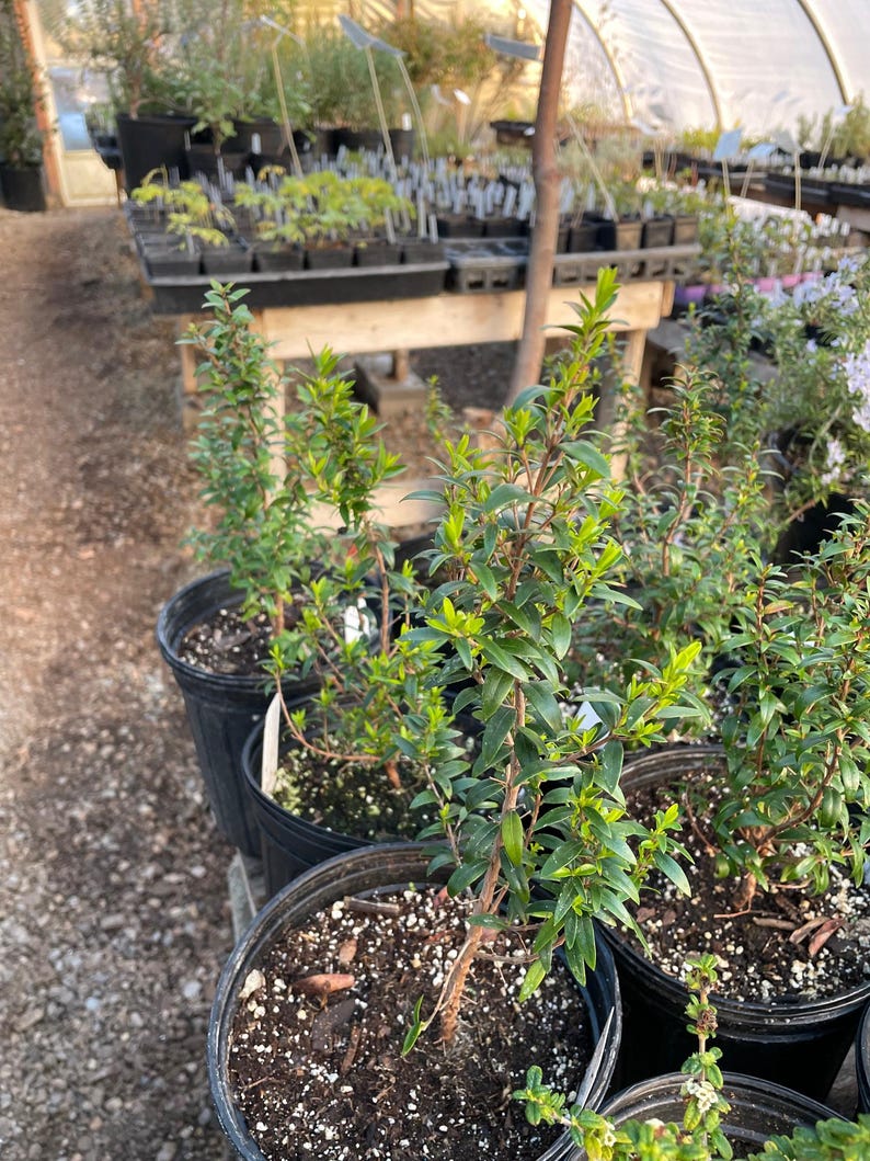 Myrtus Communis Myrtle Tree in Gallon Pot Live Plant Mediterranean ...