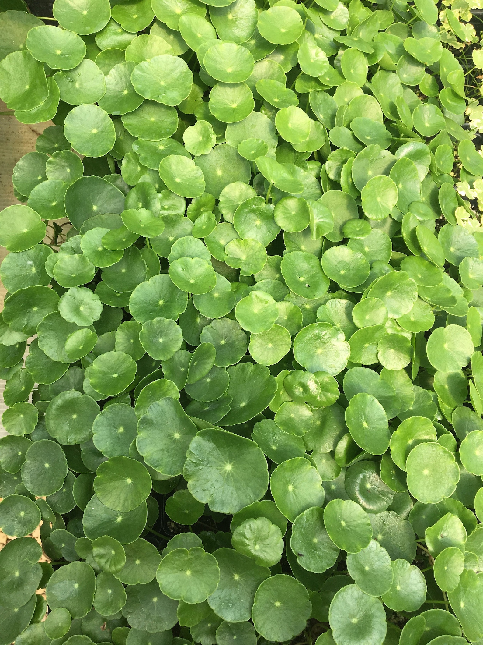 Pennywort Hydrocotyle Sp LIVE PLANT In 2 5 Inch Pot Aquatic Etsy pennywort-hydrocotyle-sp-live-plant-in-2-5-inch-pot-aquatic-etsy