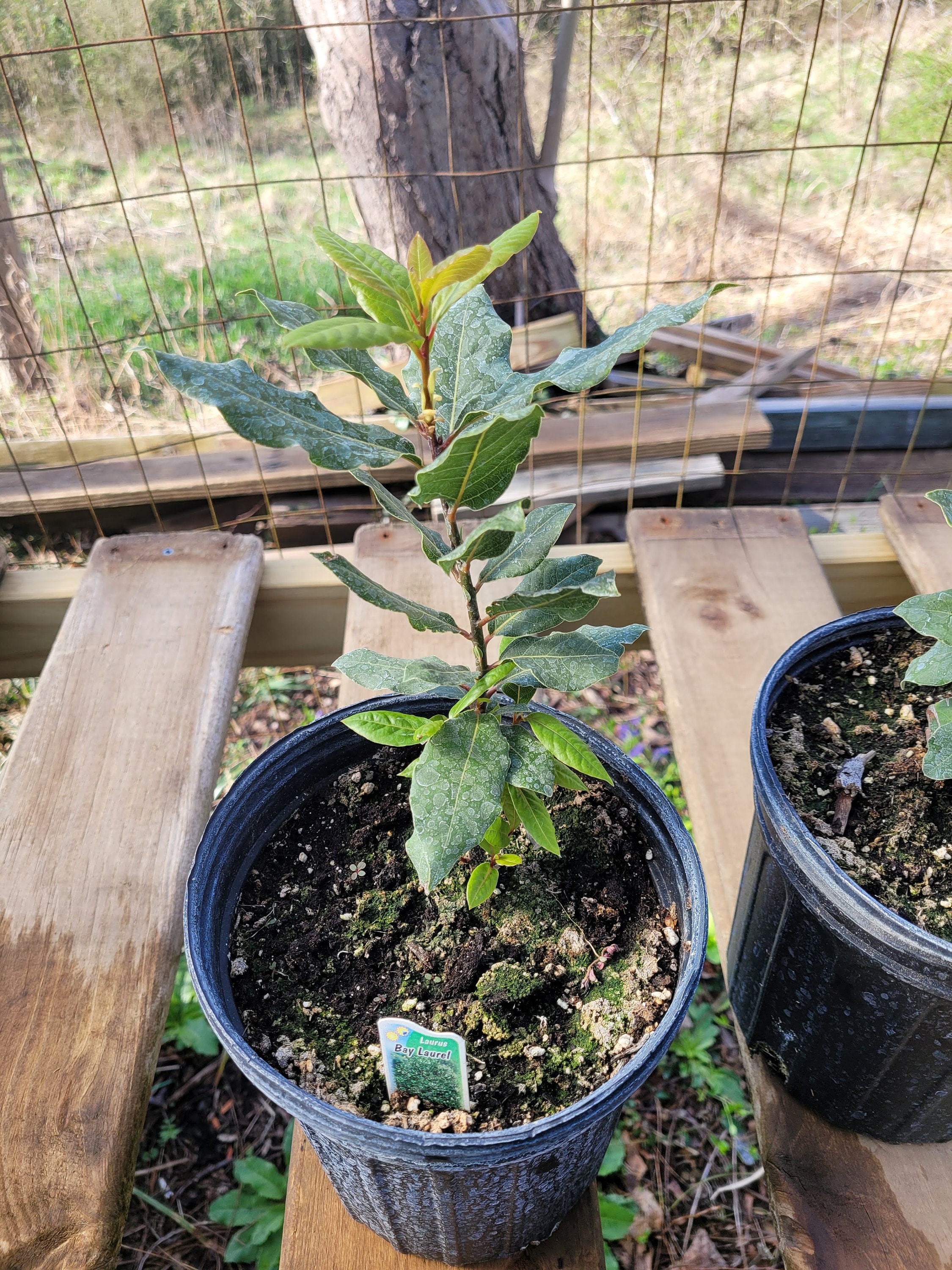 Laurus Nobilis Bay Tree in 1 Gallon Pot - Etsy