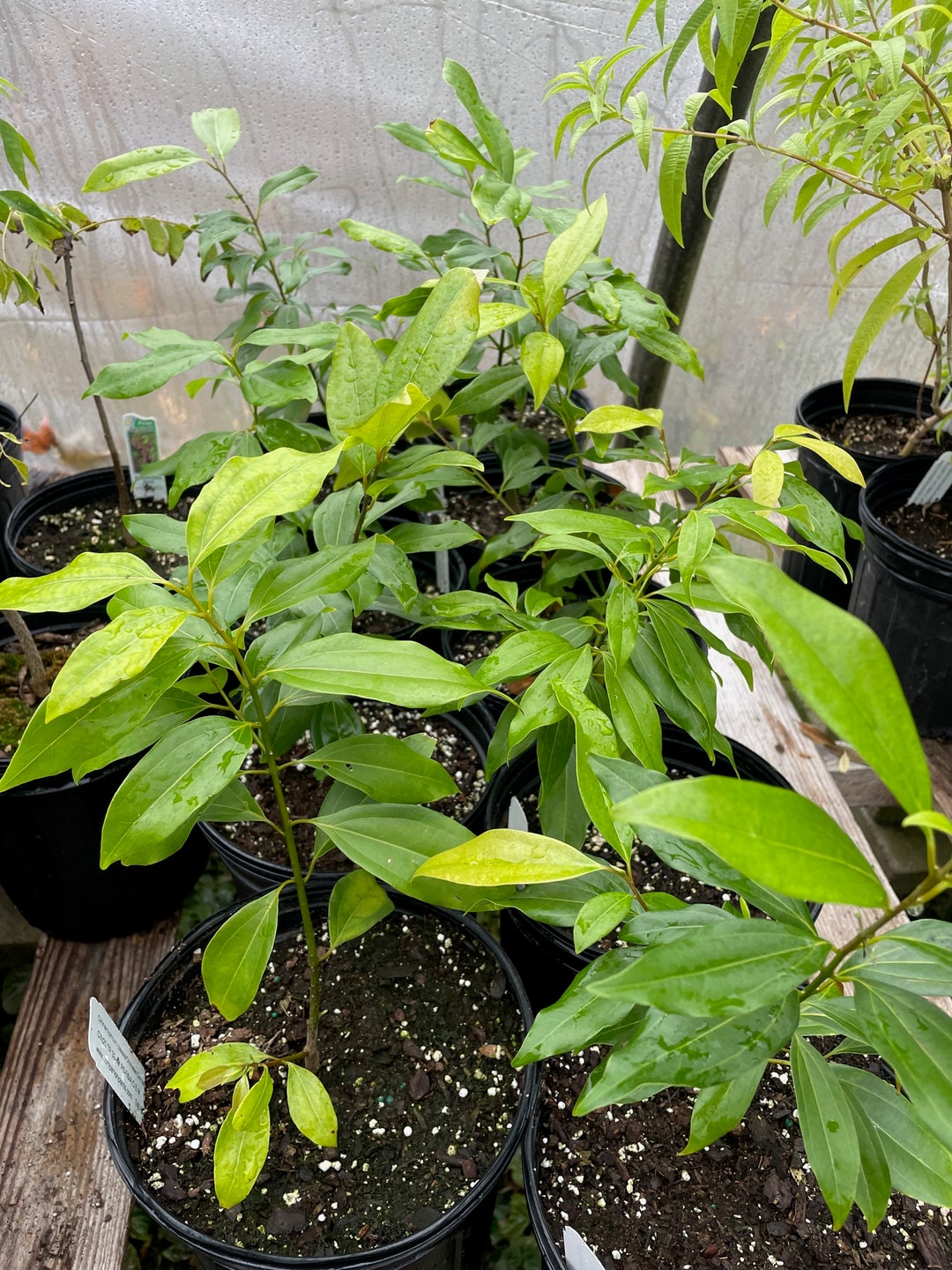 Cinnamomum Cassia Chinese Cinnamon Tree Plant Gallon Pot - Etsy