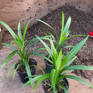 Pandanus Amaryllifolius Pandan Grass 4 Inch Pot Asian Vanilla - Etsy