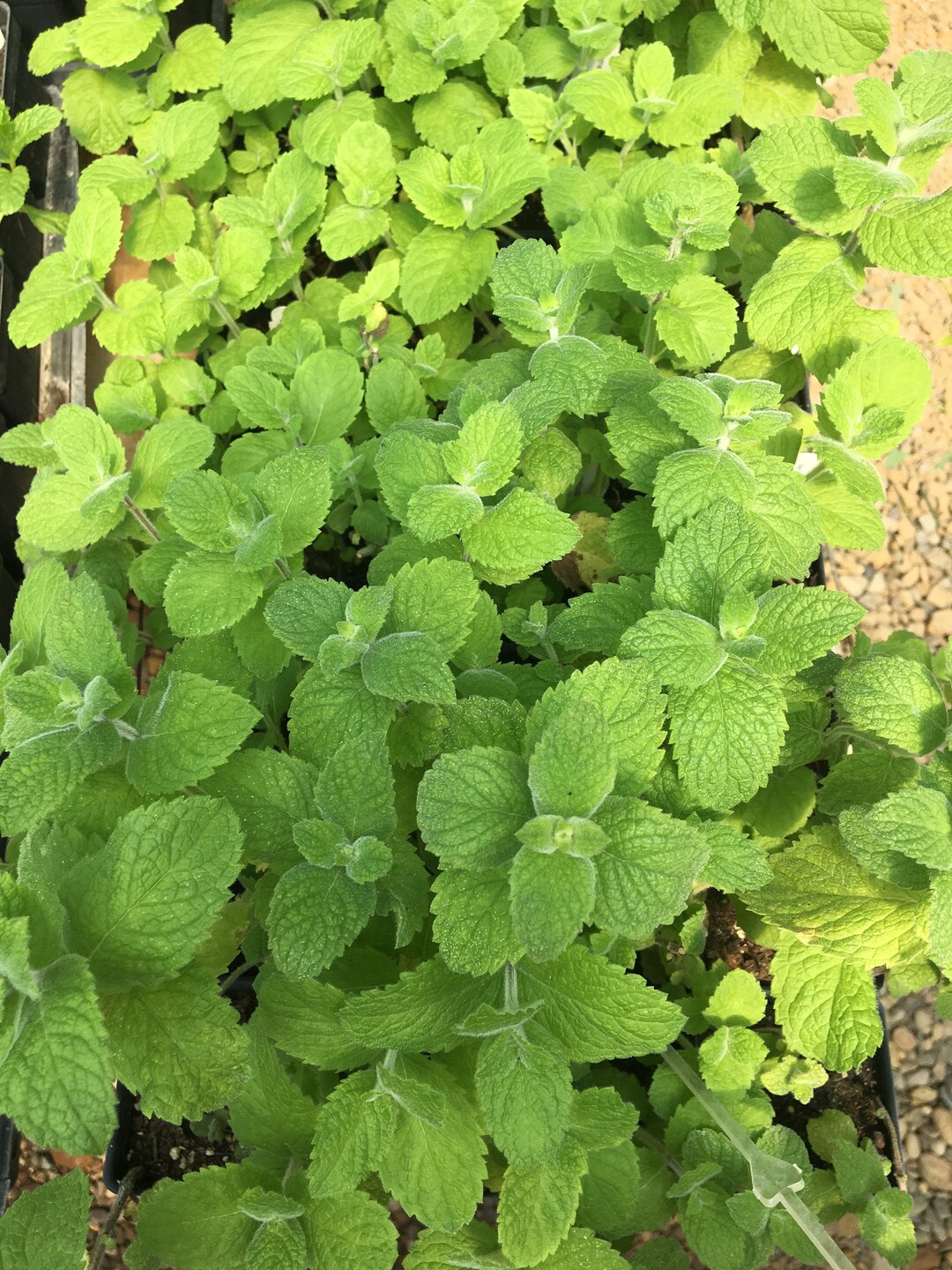 Mentha Nilaca Egyptian Mint Live Plant in 2.5 Inch Pot - Etsy