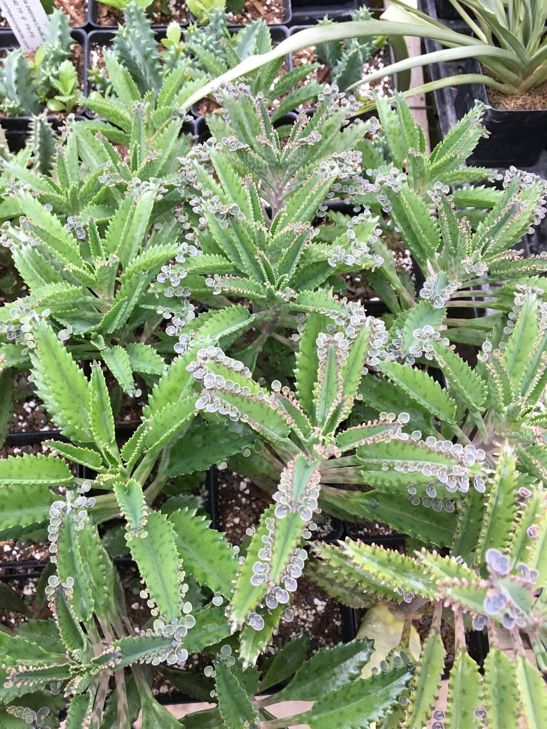 Kalanchoe/bryophyllum Var.crassula Mother of Millions Alligator Plant ...