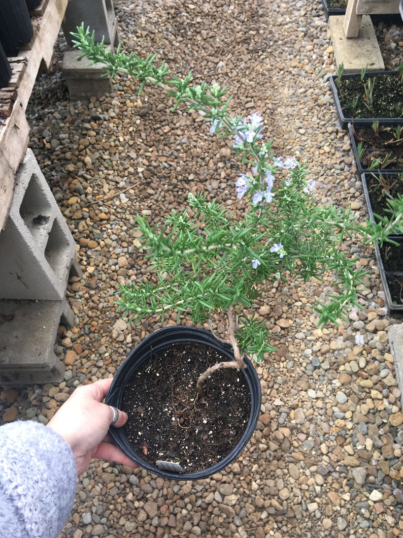 Rosmarinus Off. 'prostratus' Prostrate Rosemary LIVE - Etsy