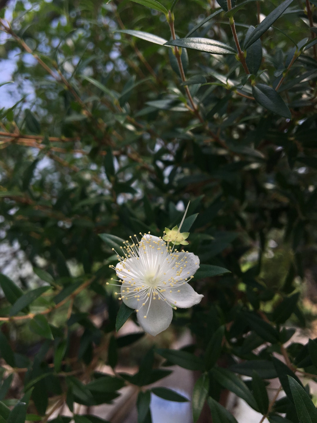 Myrtus Communis Myrtle Tree Plant in 2.5 Inch Pot Mediterranean ...