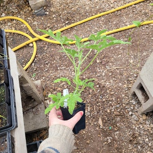 Pelargonium 'rober's Lemon Rose' Scented Geranium Plant in 3" Pot - Etsy