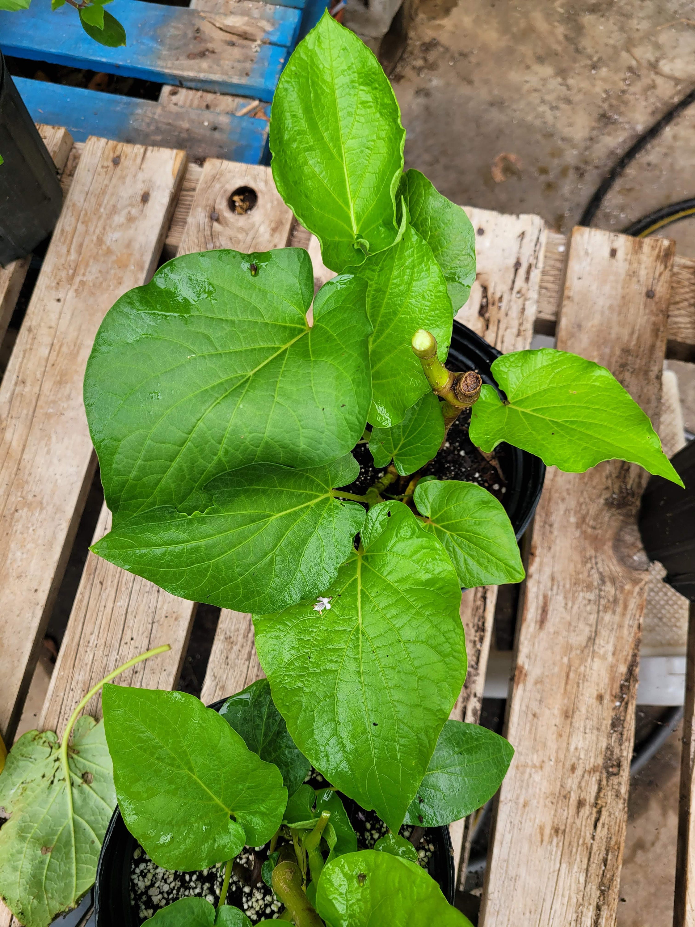 Piper Auritum Root Beer Plant Hoja Santa LIVE PLANT in GALLON Size Pot ...