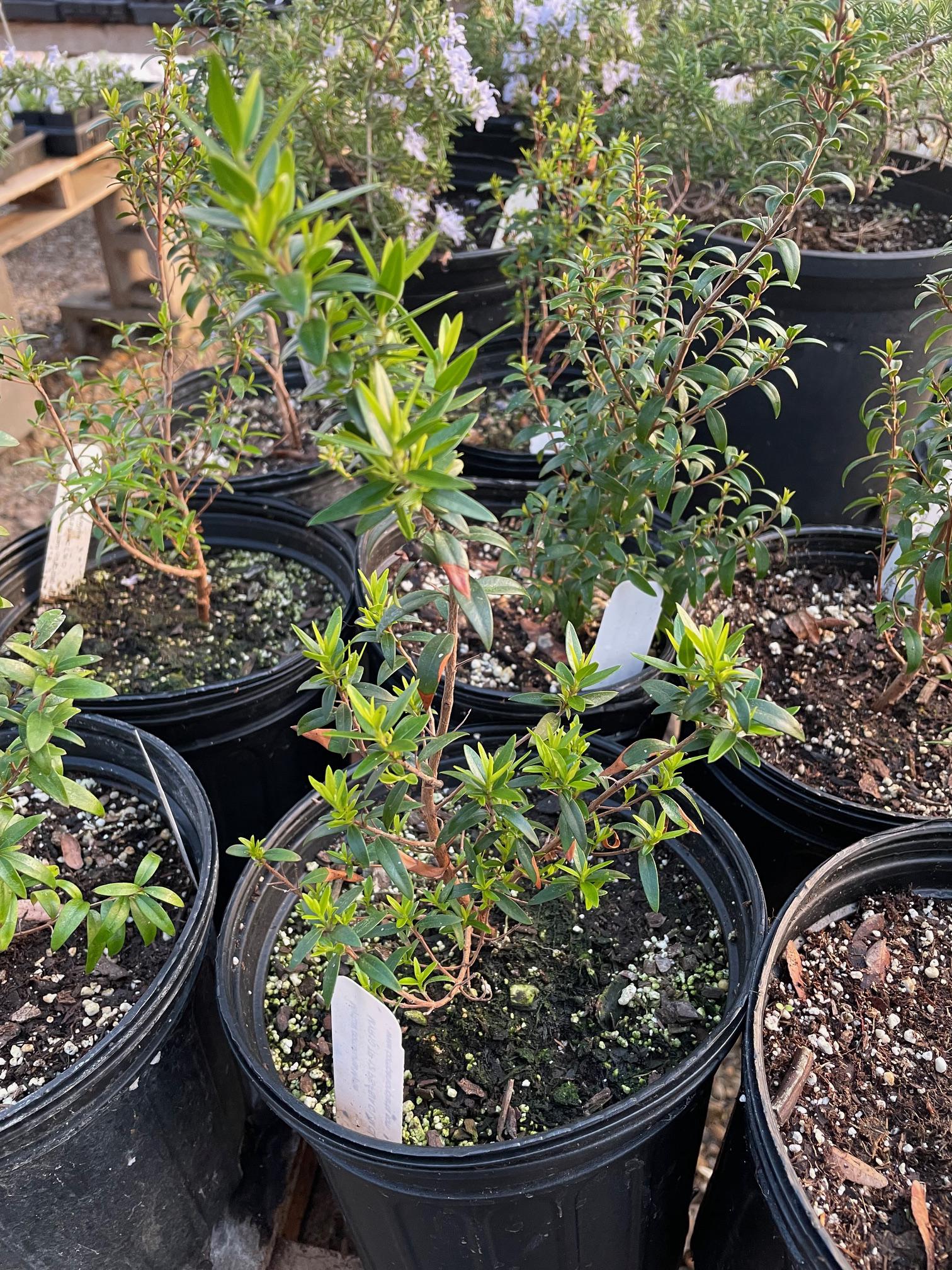 Myrtus Communis Myrtle Tree in Gallon Pot Live Plant Mediterranean ...