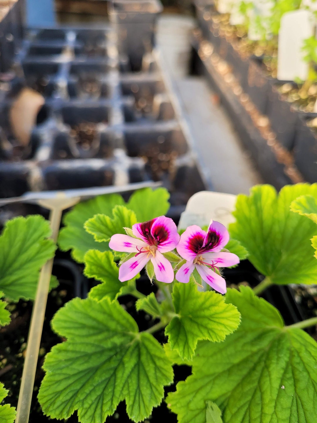 Pelargonium Citrosum Var. 'orange Fizz'/scented Geranium LIVE PLANT in ...