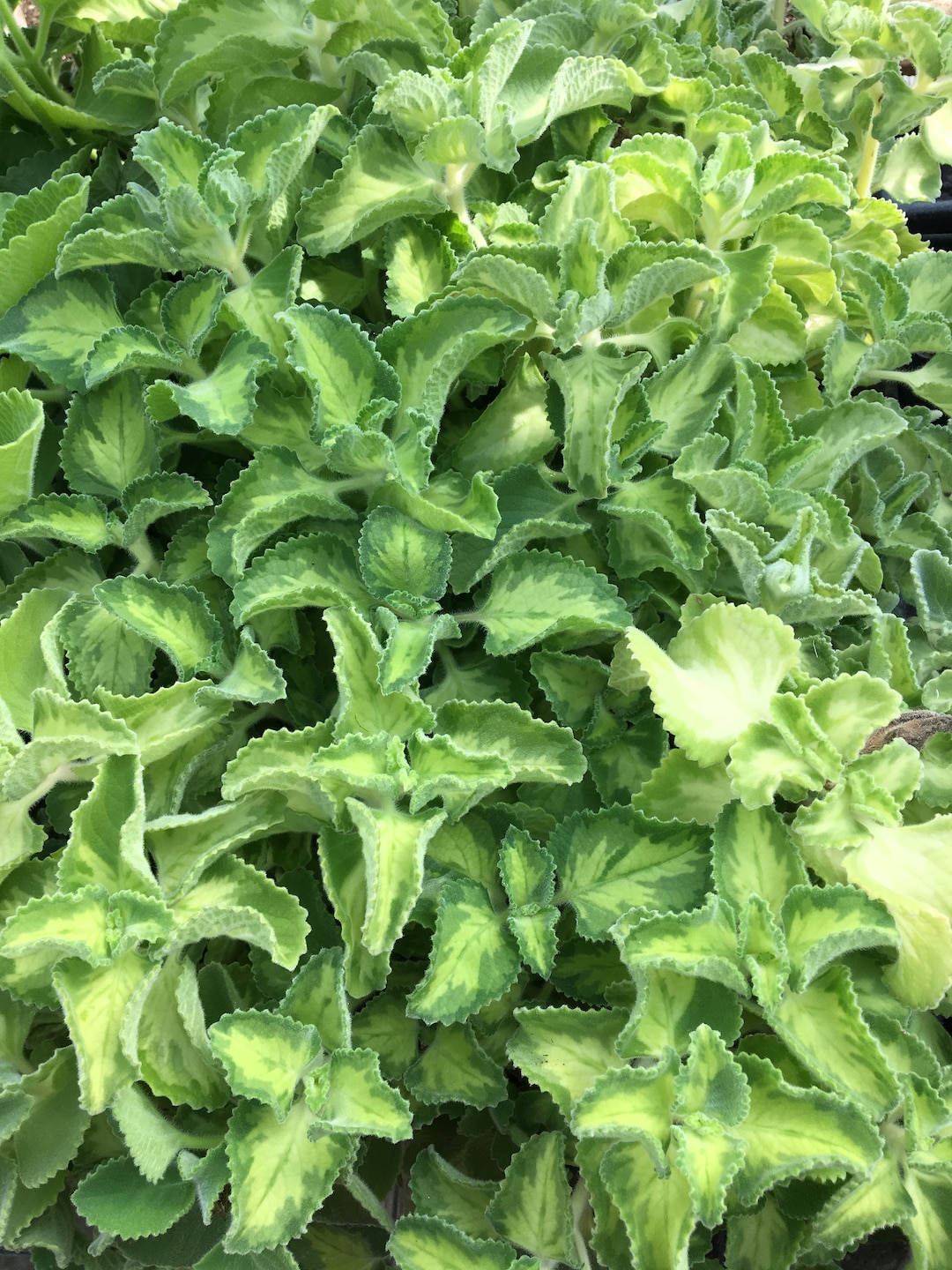 Coleus Amboinicus Var. Variegated Indian Borage Oregano Plant in 2.5 ...
