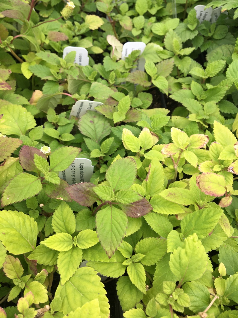 Lippia Dulcis Aztec Sweet Herb Live Plant in 2.5 Inch Pot - Etsy