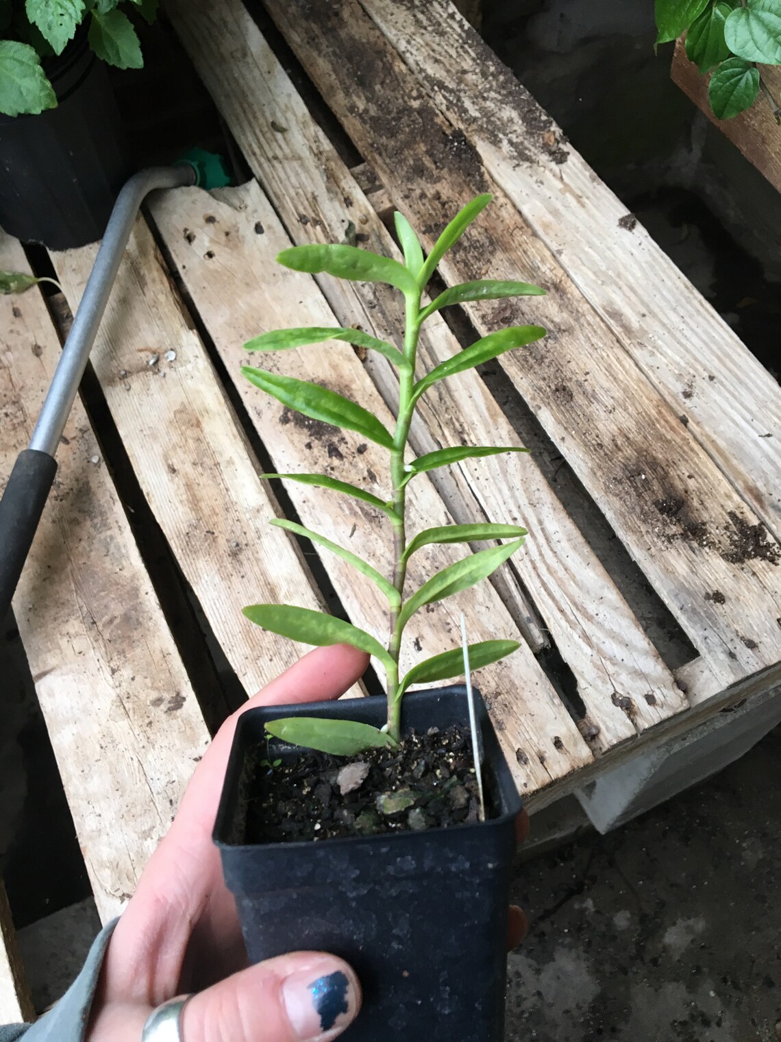 Epidendrum Radicans Fire Star Orchid Rainbow Orchid LIVE PLANT - Etsy