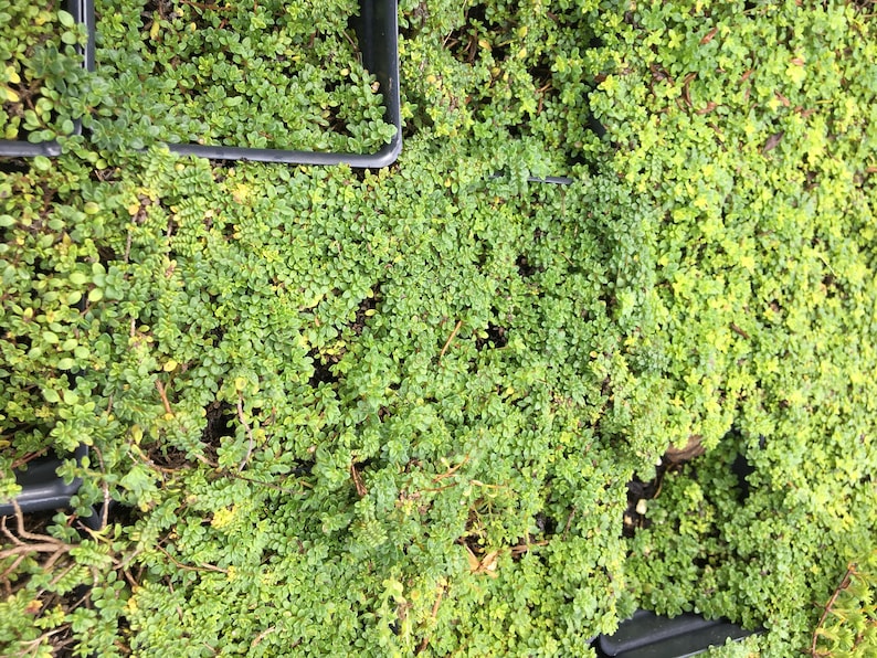 Thymus Serpyllum 'elfin' Elfin Thyme Live Plant in 2.5 Inch Pot Bonsai ...