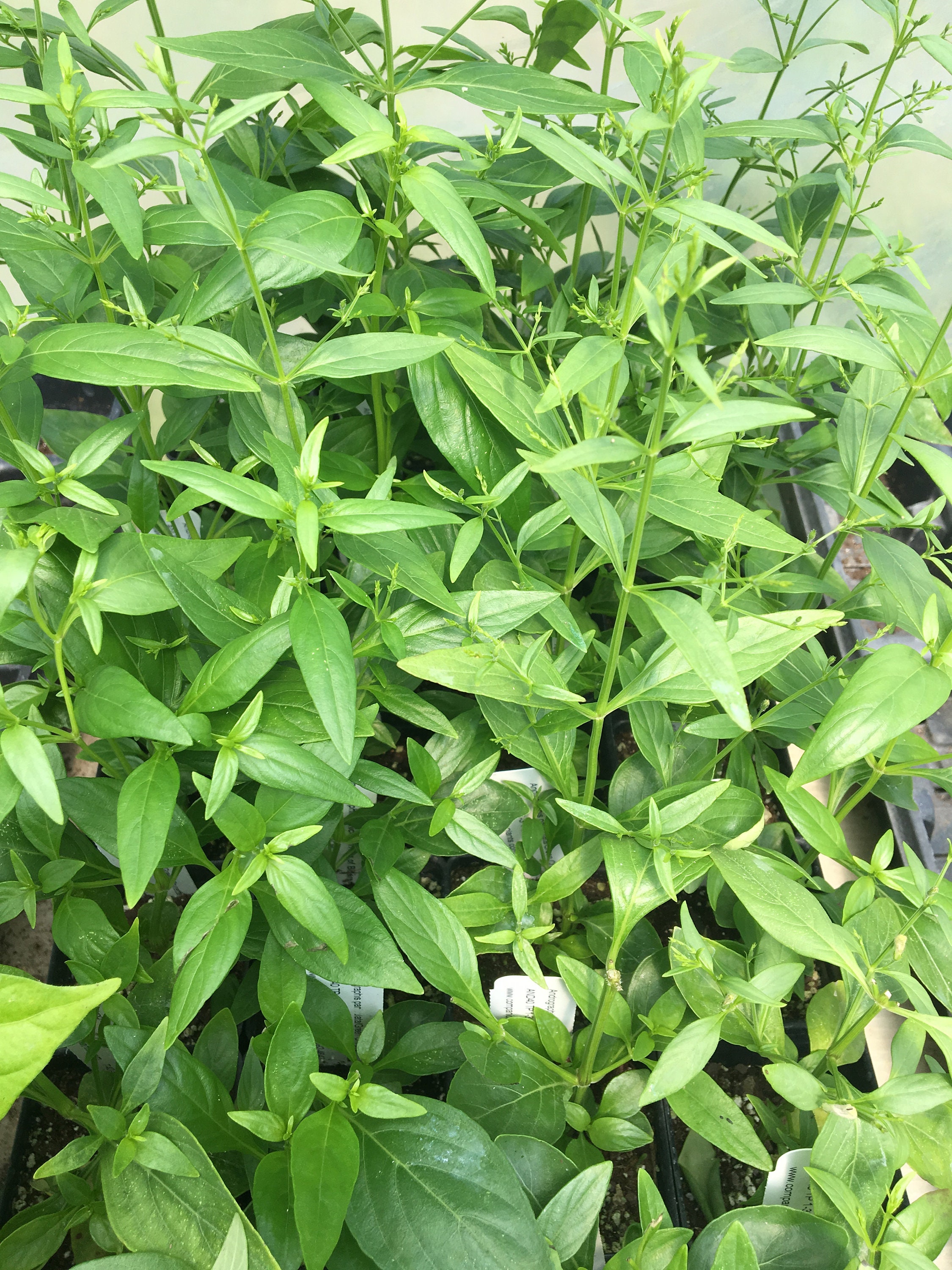 Andrographis Paniculata Whole Plant