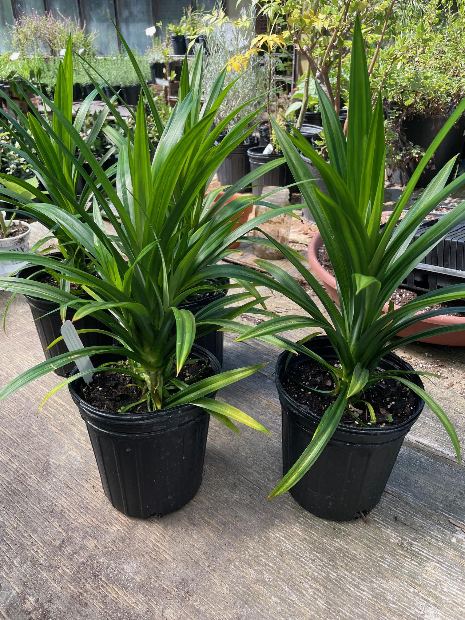 Pandanus Amaryllifolius Pandan Grass Live Plant Gallon Pot - Etsy