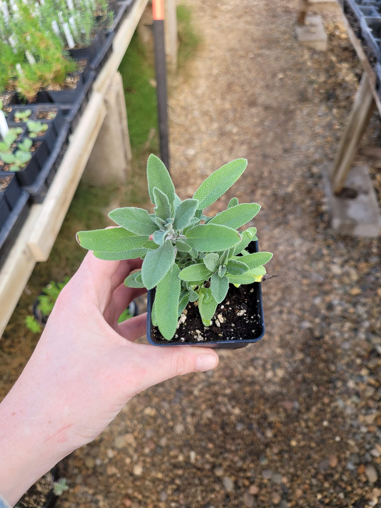 Salvia Off. 'nana'/dwarf Sage LIVE PLANT in 2.5 - Etsy