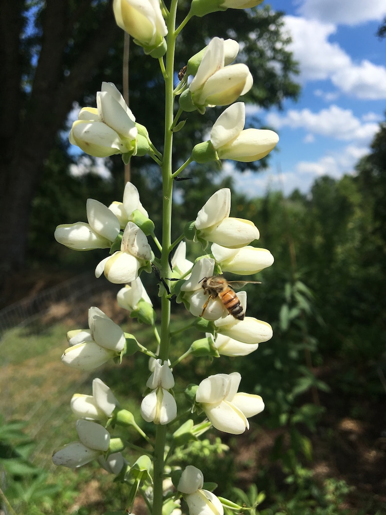 Baptisia Alba/white Baptisia LIVE PLANT in 2.5 Inch Pot Native - Etsy