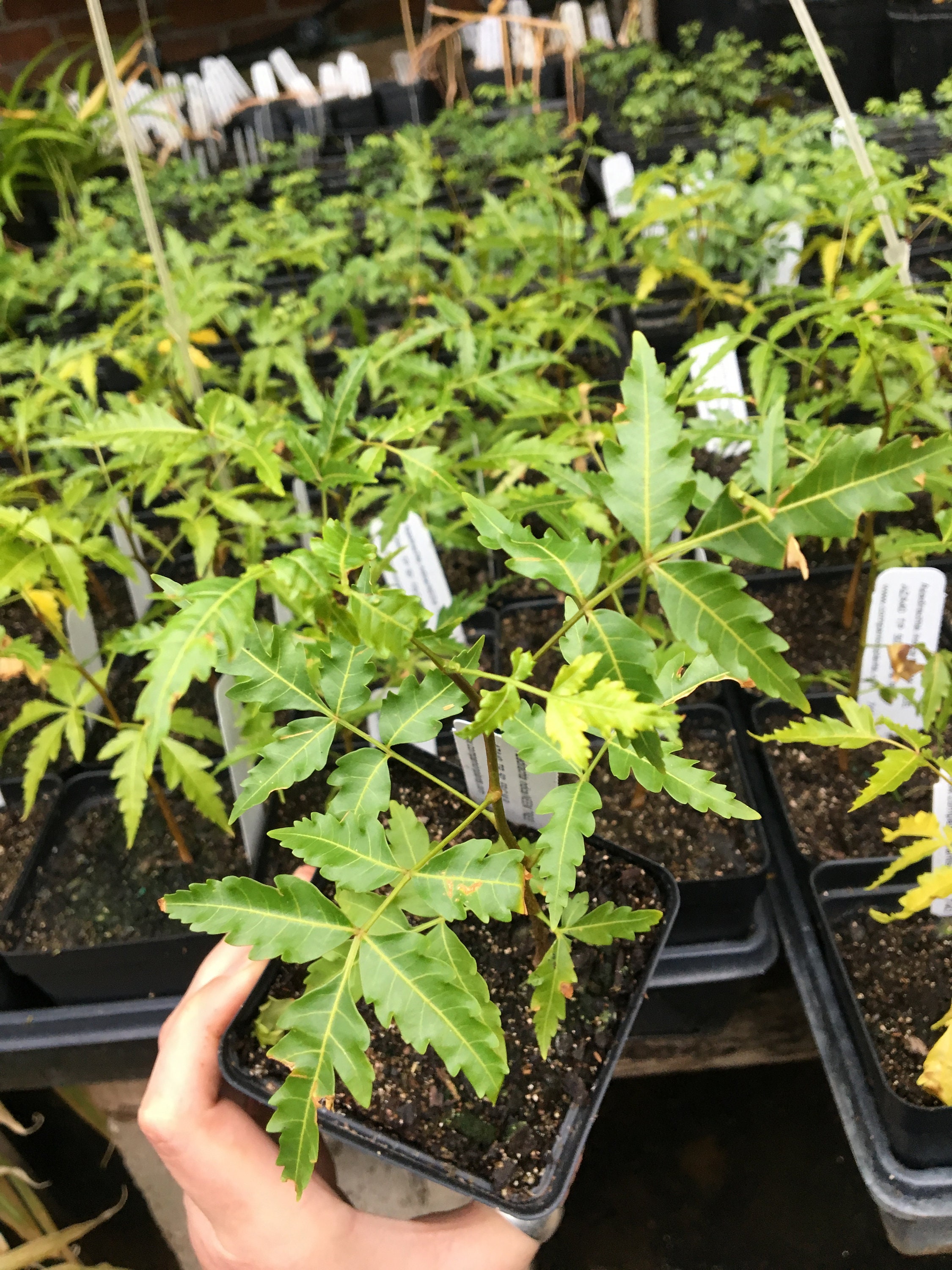 Azadirachta indica/nim/Nimba/margosa/Veppilai/Limba/Vepaku/Bevu ...