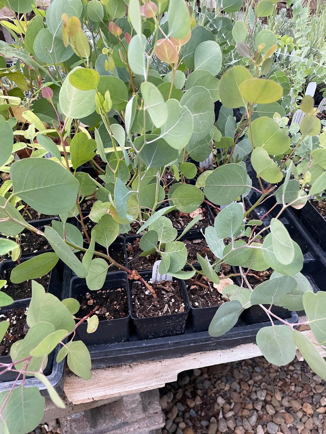 Eucalyptus Polyanthemos Red Box Eucalyptus Live Plant in 2.5 Pot - Etsy