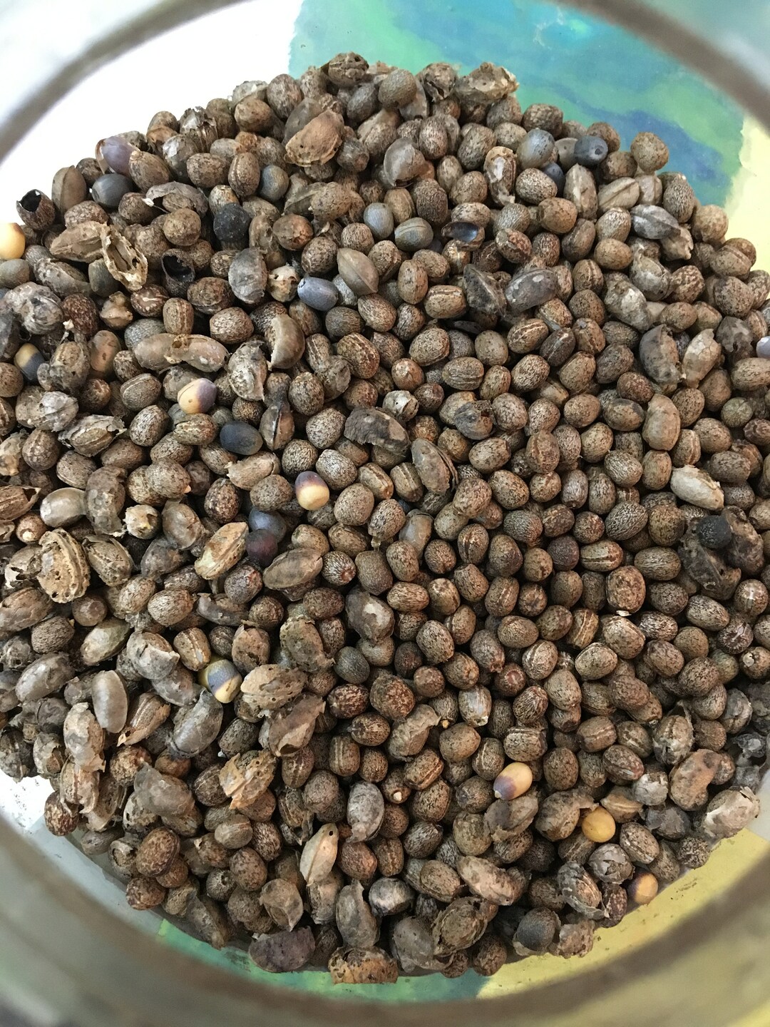 Euphorbia Lathyrus GOPHER PURGE SEEDS 1/4 Ounce - Etsy