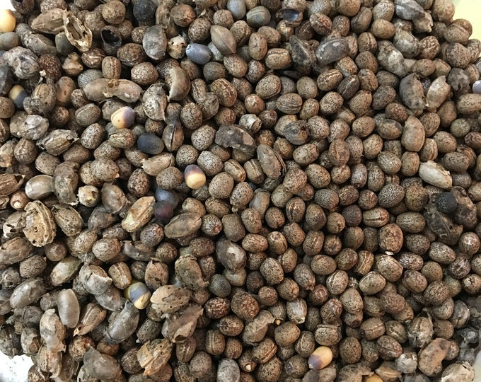 Silene Capensis Silene Undulata Xhosa African Dream Root LIVE - Etsy