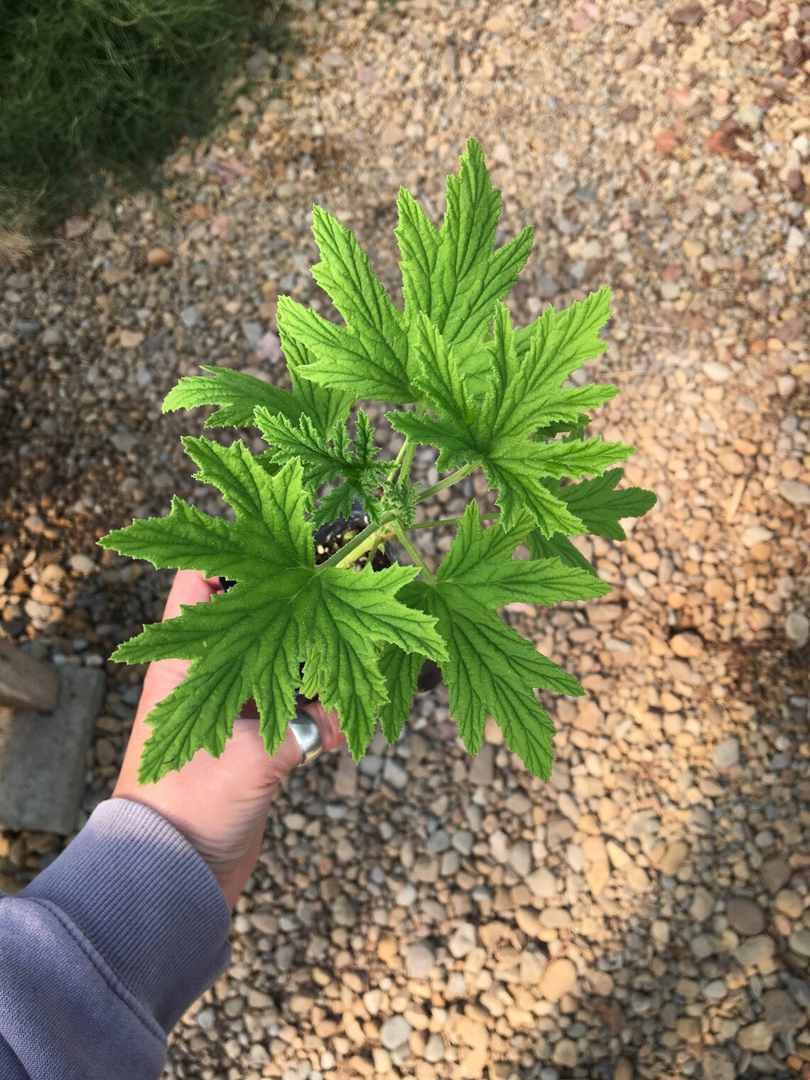 Pelargonium Citronellum 'mabel Grey' MABEL GREY | Etsy