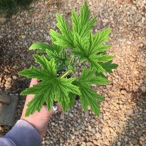 Pelargonium Citronellum 'mabel Grey' Mabel Grey Geranium Live Plant in ...