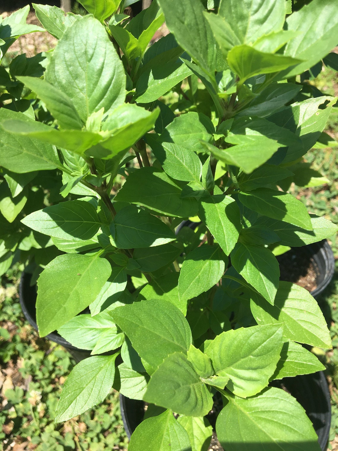 Ocimum basilicum var. Greek Columnar Basil 2 1/2 pot | Etsy