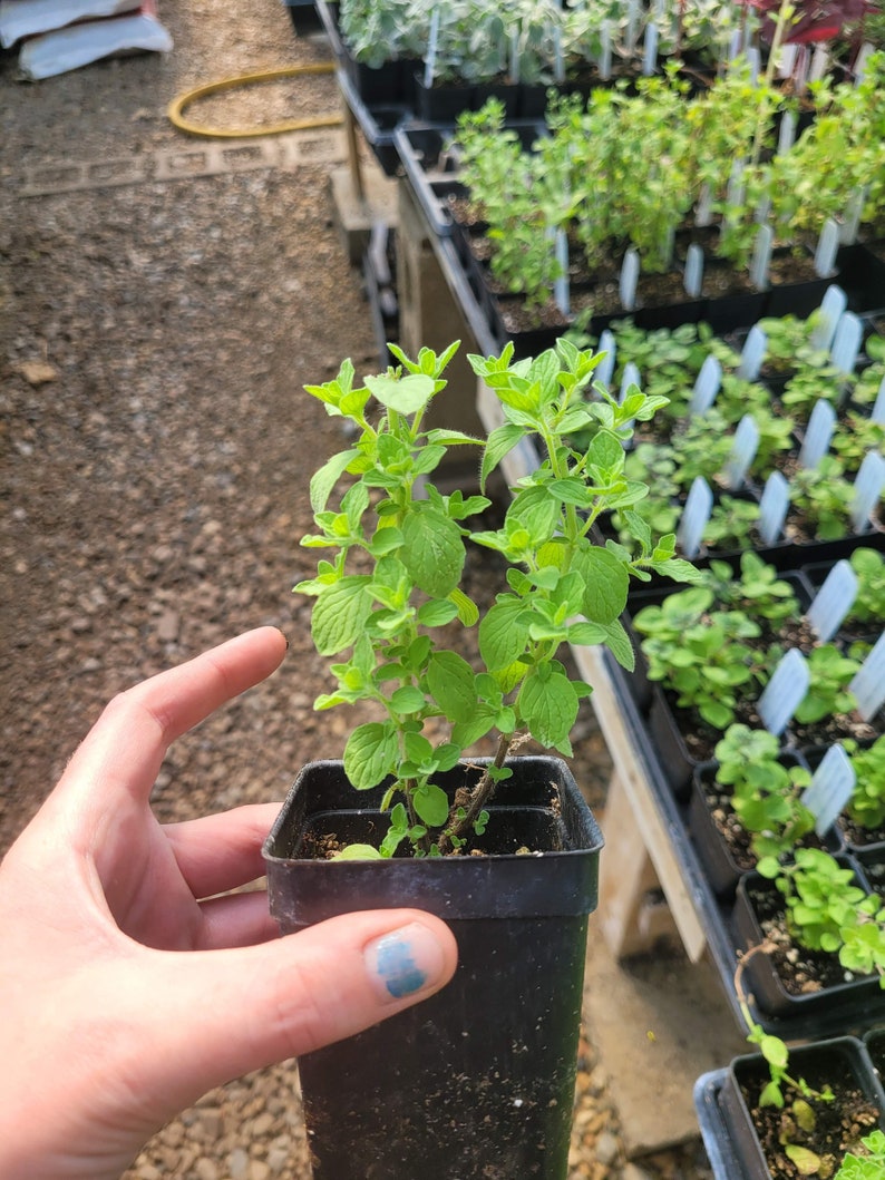 Origanum Onites Pot Marjoram LIVE PLANT in 2.5 Inch Pot - Etsy