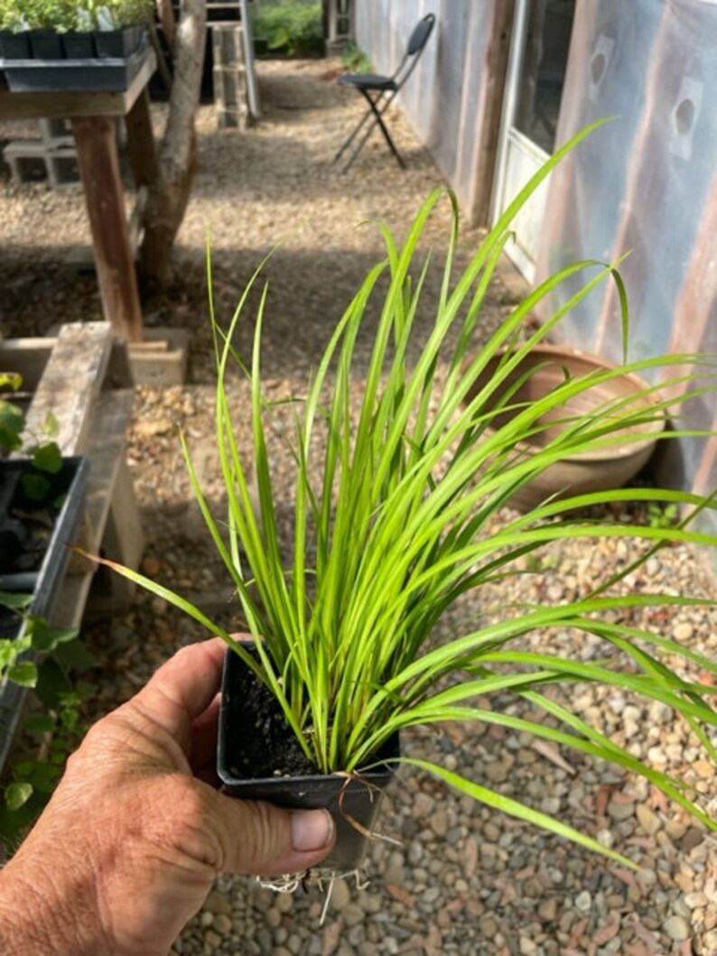 Acorus Gramineous Licorice Flag Plant 2.5 Inch Pot Aromatic Culinary - Etsy