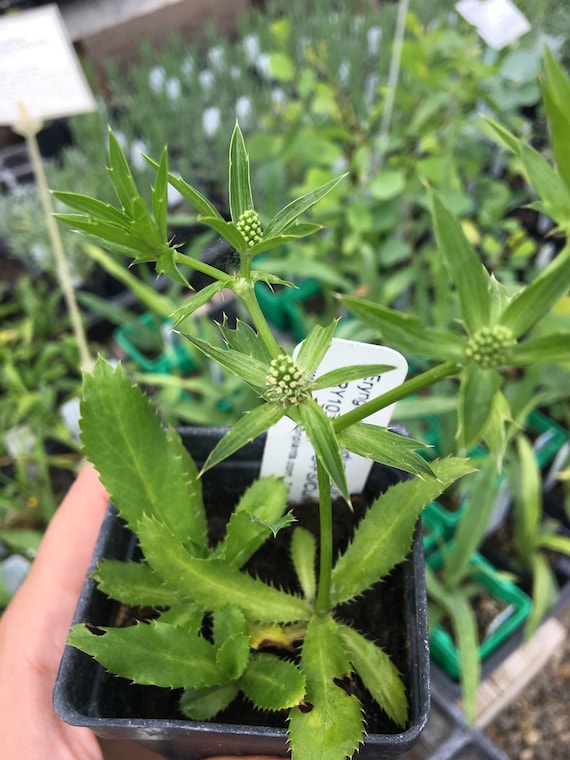 Eryngium Foetidum/culantro Chadon Beni Shado Beni Live Plant - Etsy