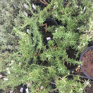 Rosmarinus Off. 'prostratus' Prostrate Rosemary Plant in Gallon Pot - Etsy
