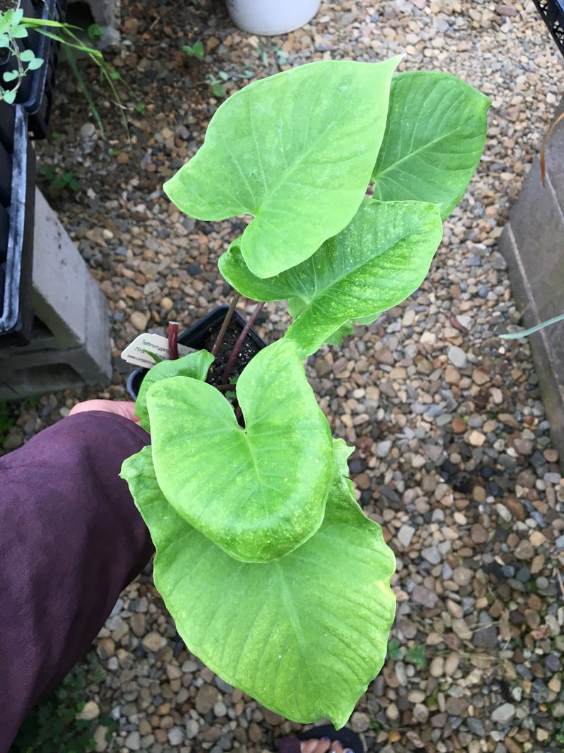 Typhonium Giganteum Giant Voodoo Lily LIVE PLANT in 4 Inch Pot | Etsy