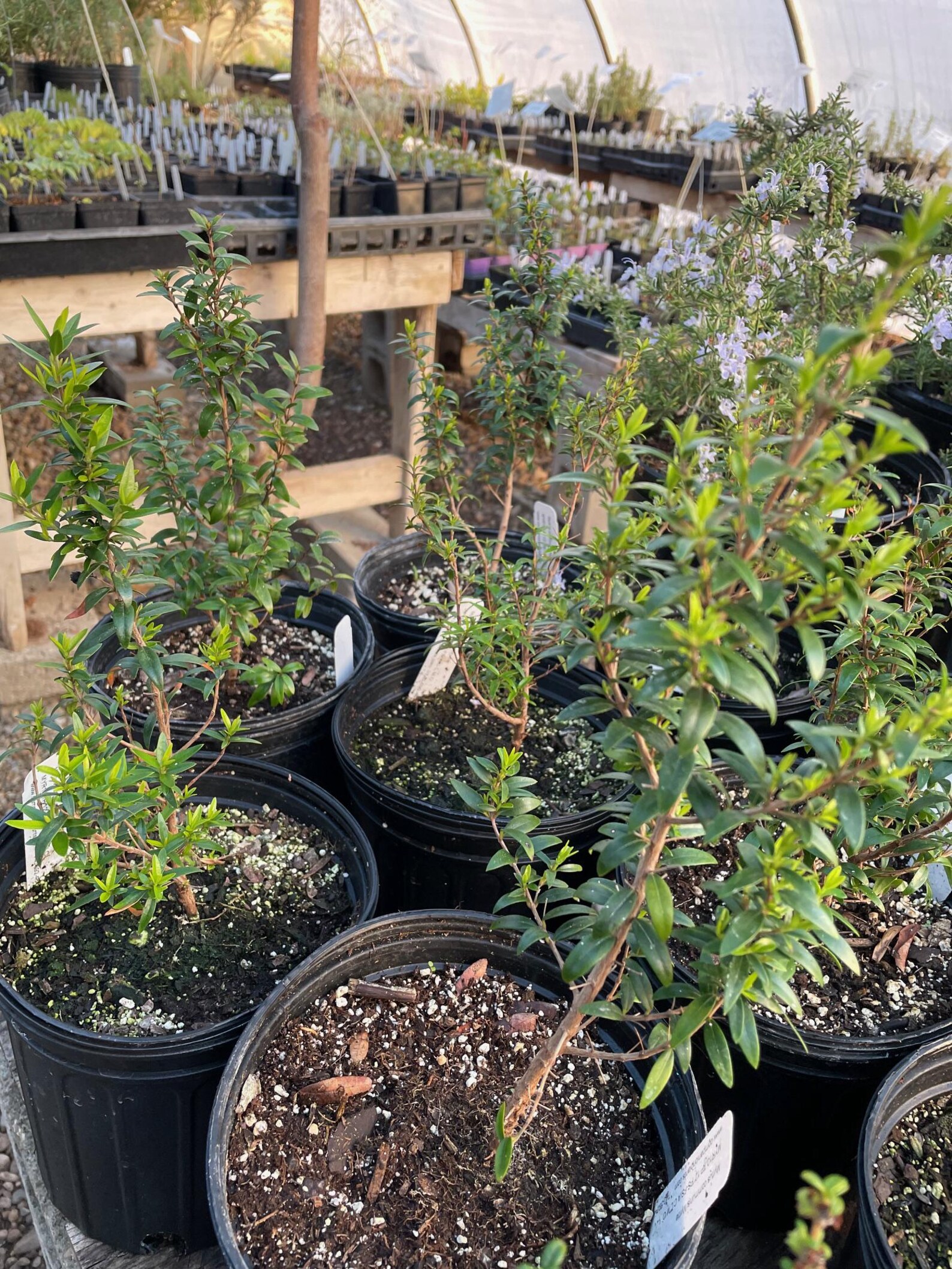 Myrtus Communis Myrtle Tree in Gallon Pot Live Plant Mediterranean ...