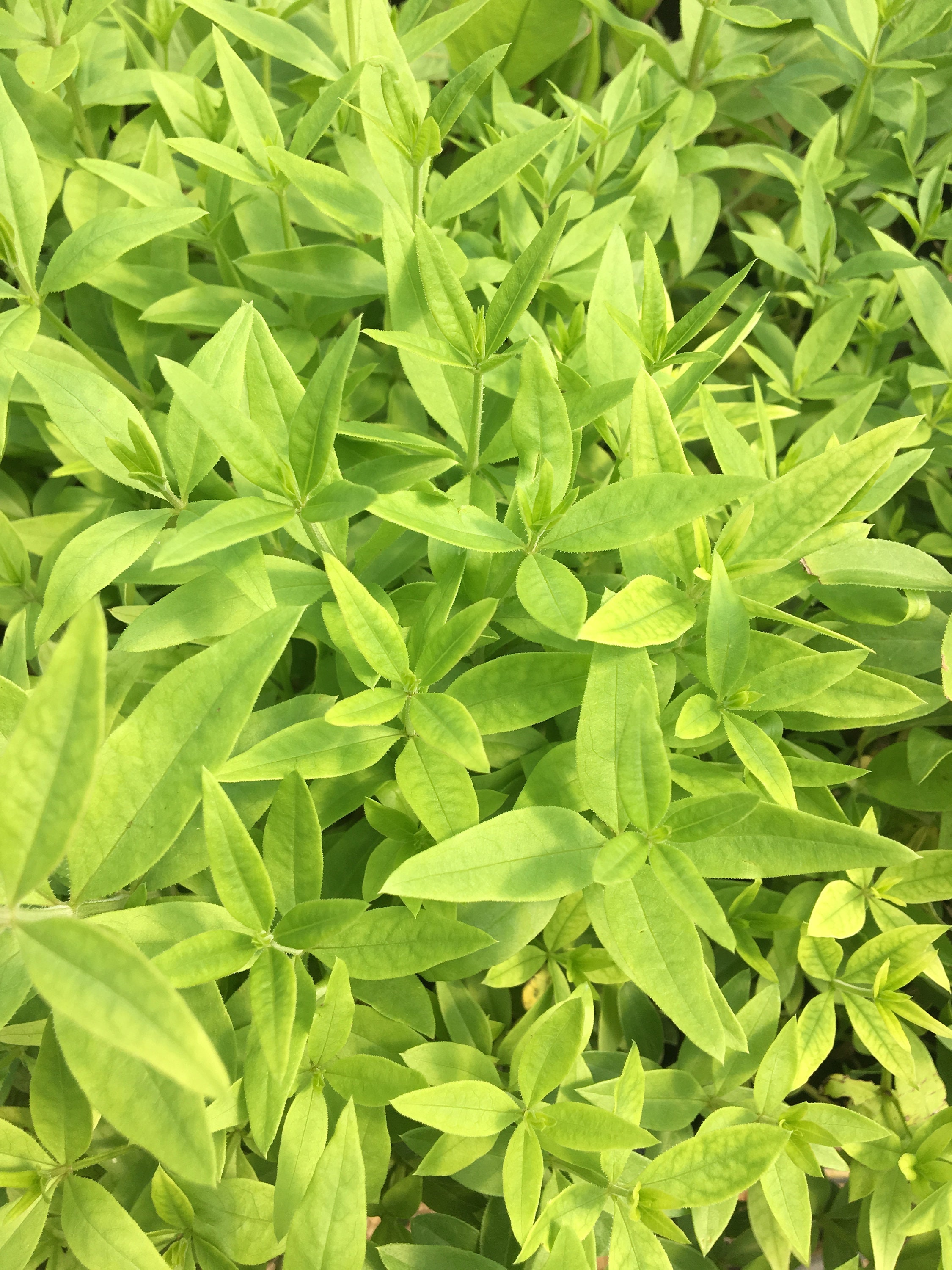 Rubia Tinctorum Madder Live Plant in 2.5 Inch Pot Dye Plant - Etsy