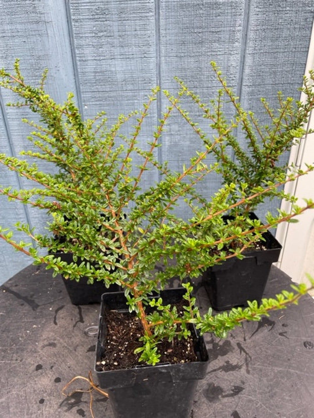 Nashia Inaguensis Plant in 4 Inch Pot Moujean Tea - Etsy