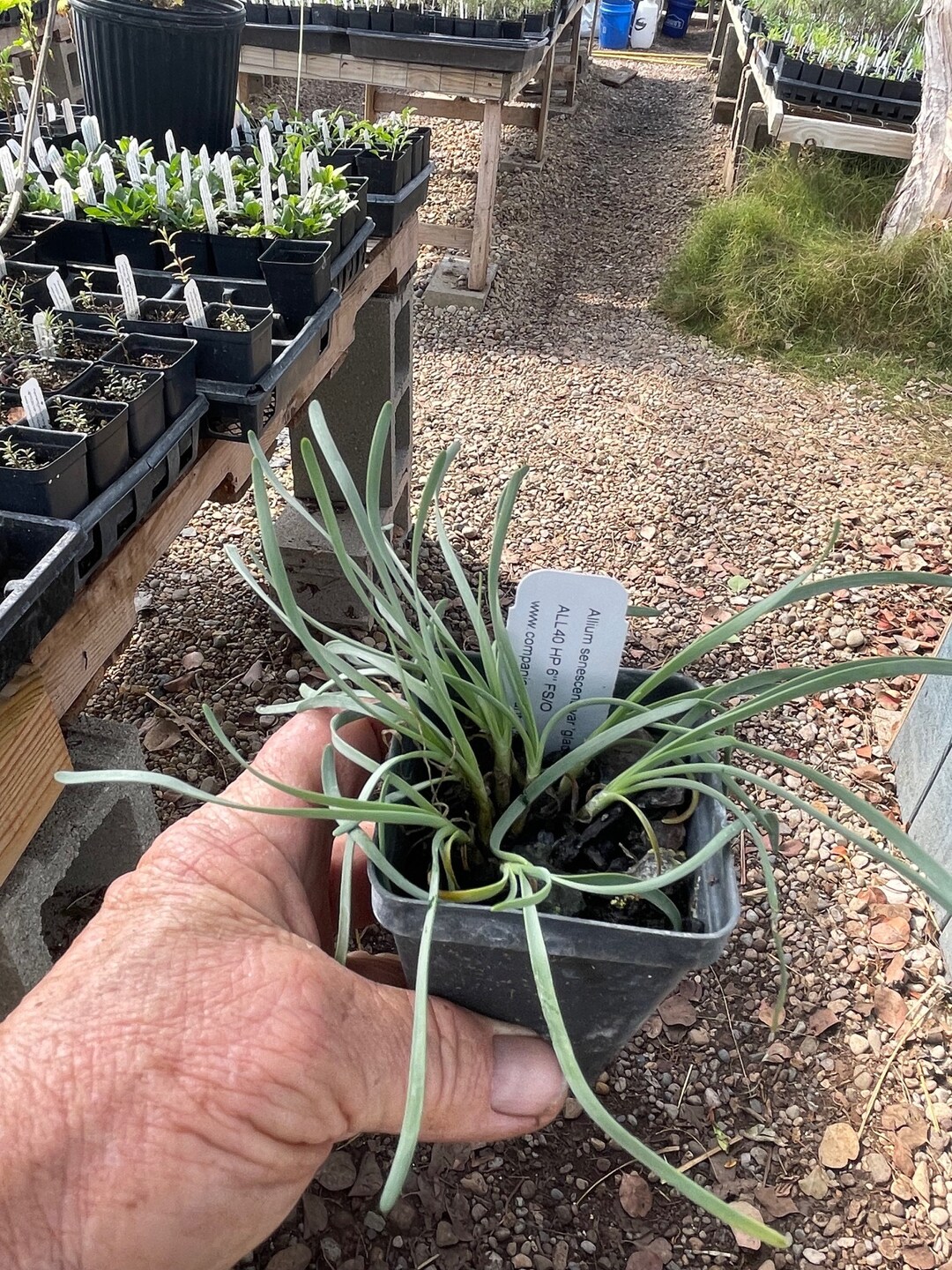 Allium Senescens Var. 'glaucum' Curly Chives 2.5" Potted Plant - Etsy